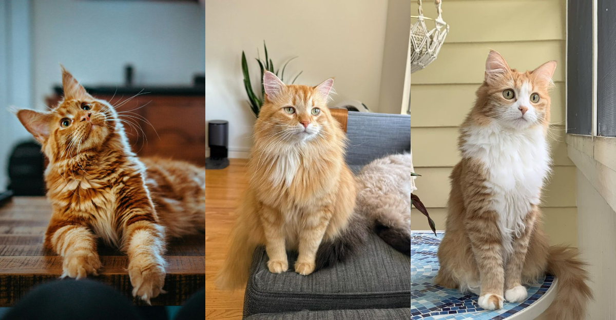 10 Stunning Orange Cat Breeds You’ll Fall in Love With - Exploring Animals