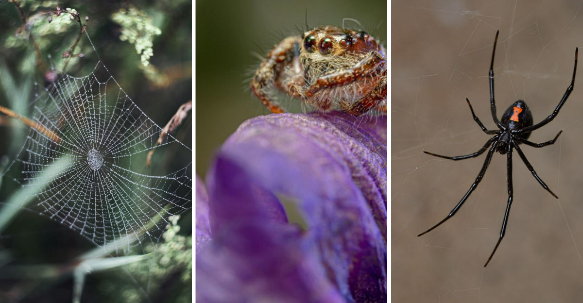 11 Captivating Spider Facts That Will Make Your Skin Tingle - Exploring ...