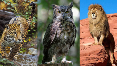 11 Masterful Predators That Rely on Stealth and Surprise - Exploring ...