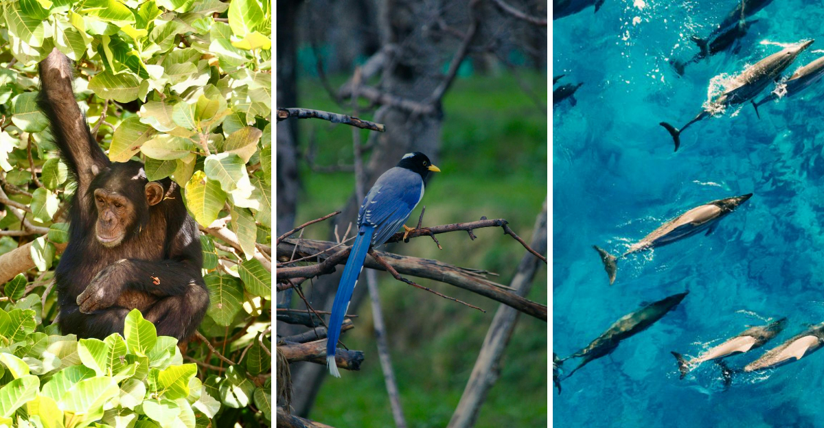 15 Animals That React to Loss and Death in Ways You Didn’t Expect ...