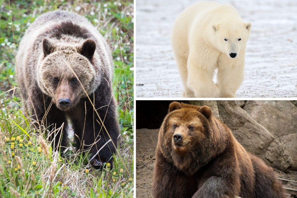 5 Massive Bears That Outsize the Mighty Grizzly - Exploring Animals