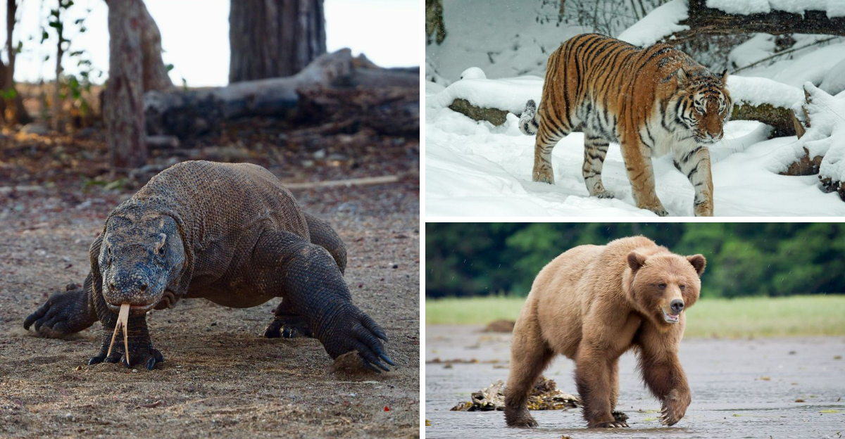 5 Predators That Are Fierce Enough to Take on Wolves - Exploring Animals