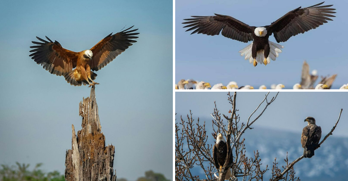 6 Key Differences That Set Eagles Apart from Hawks - Exploring Animals