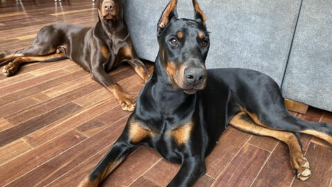 7 Devoted Dog Breeds Known for Protecting Their Owners - Exploring Animals