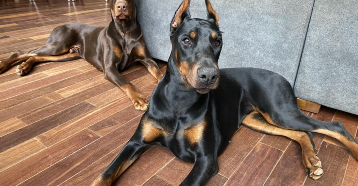 7 Devoted Dog Breeds Known for Protecting Their Owners - Exploring Animals