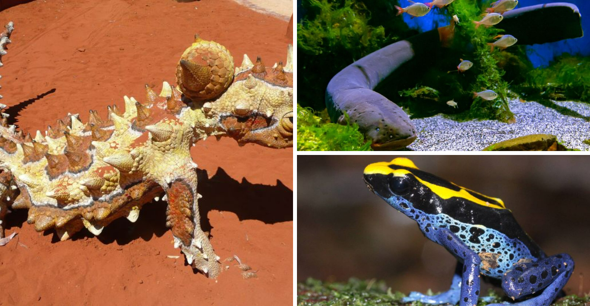 7 Fascinating Animals Equipped With the Most Deadly Defense Mechanisms ...