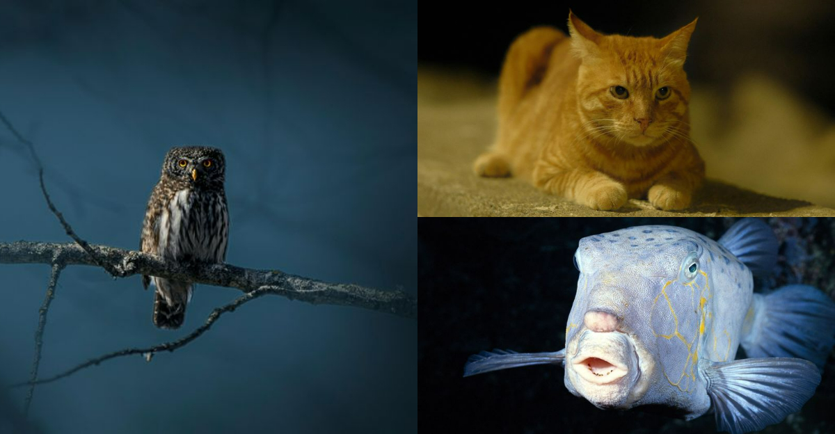 7 Incredible Animals That See Clearly in the Dark - Exploring Animals