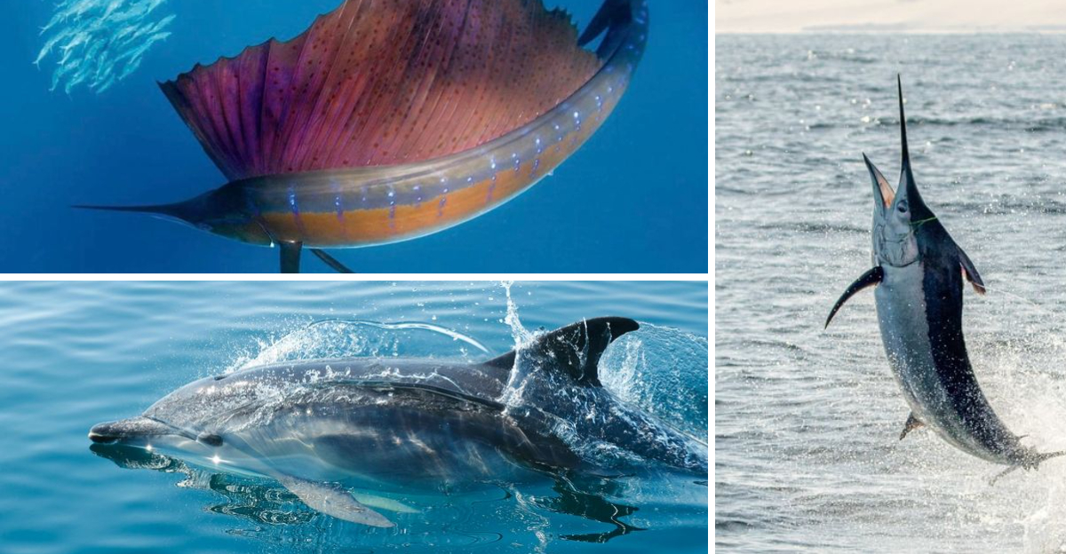 7 Lightning-Fast Sea Animals That Could Even Outswim Aquaman ...