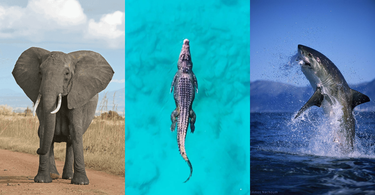 8 Incredible Animals That Live Without Fear of Predators - Exploring ...