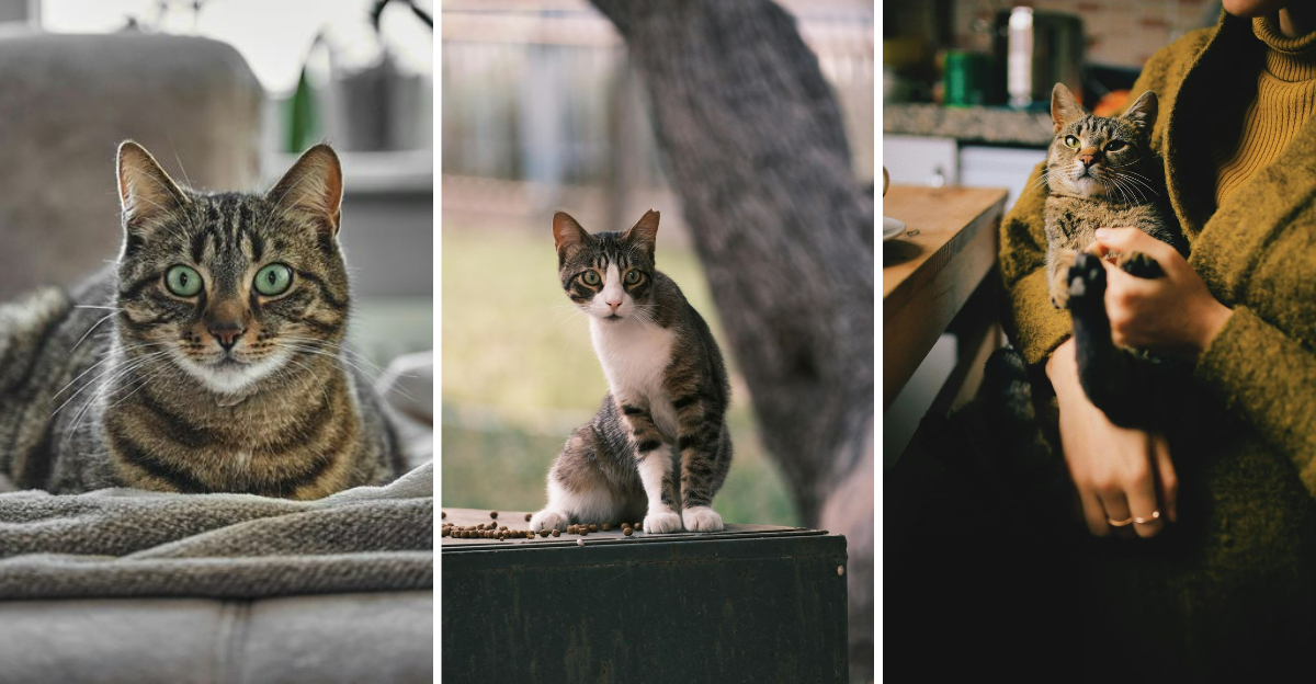 8 Reasons Gray Tabby Cats Are More Interesting Than You Think ...