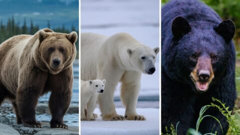 6 Bear Species Ranked From Least to Most Dangerous - Exploring Animals