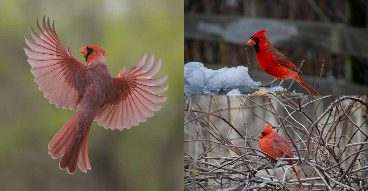 Cardinals Have a Special Meaning Here Are 5 Things They Symbolize ...
