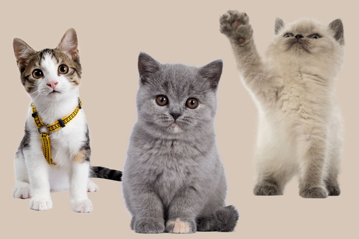 Cats Are More Than Adorable Here Are 10 Ways They Can Change Your Life ...