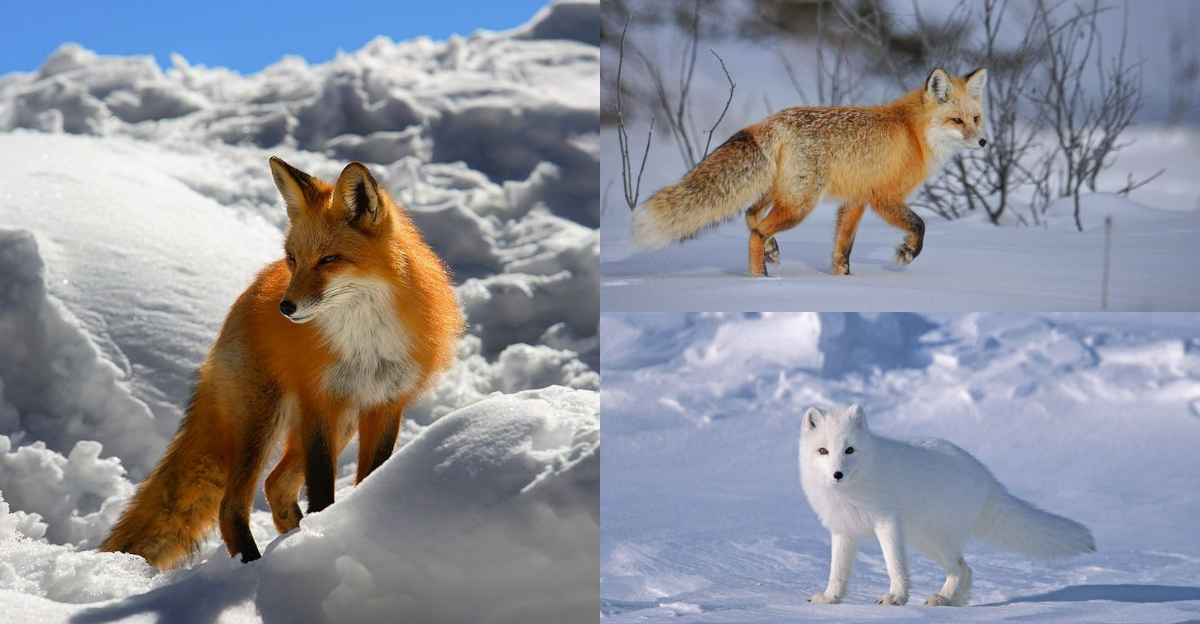 Discover the 9 States with the Biggest Fox Populations in America ...