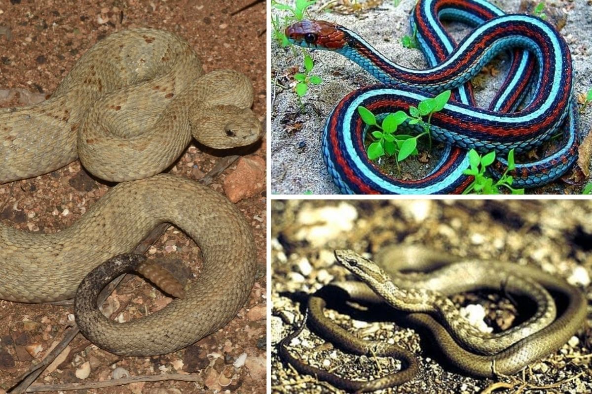 5 Exceptionally Rare Snakes That Are Truly One of a Kind - Exploring ...