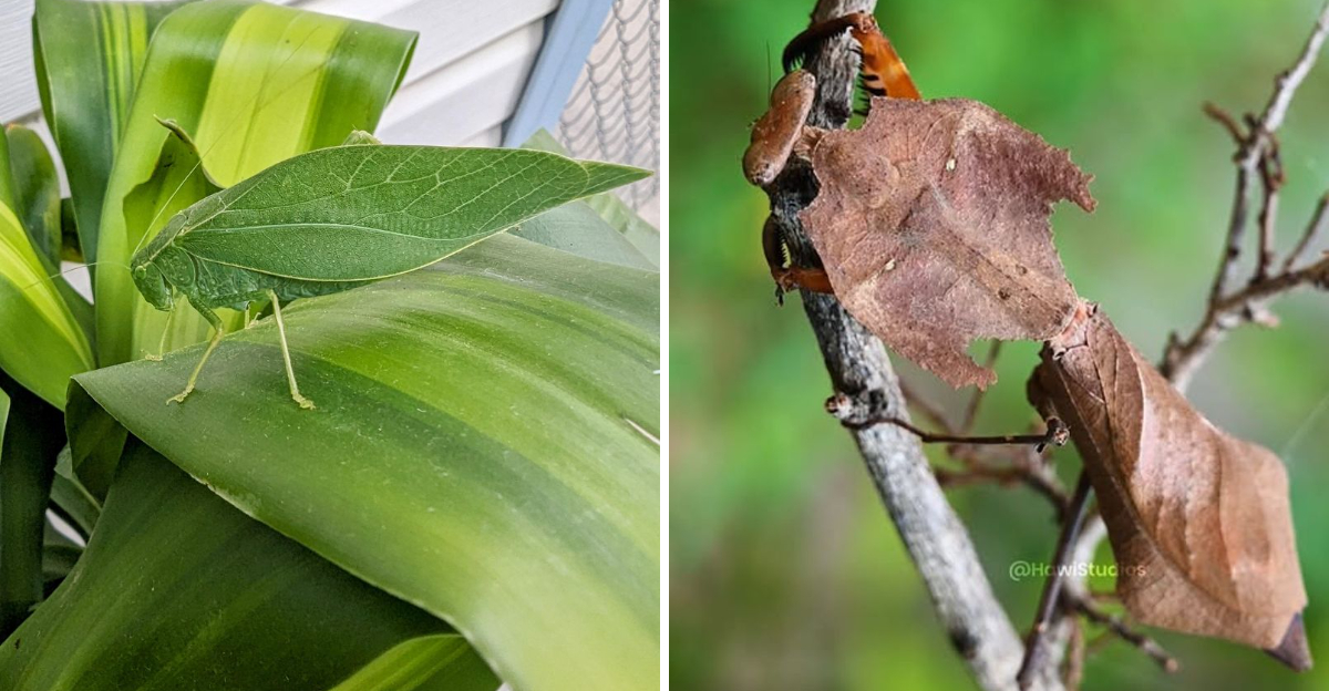 Incredible Camouflage 8 Animals That Could Fool You as Leaves ...