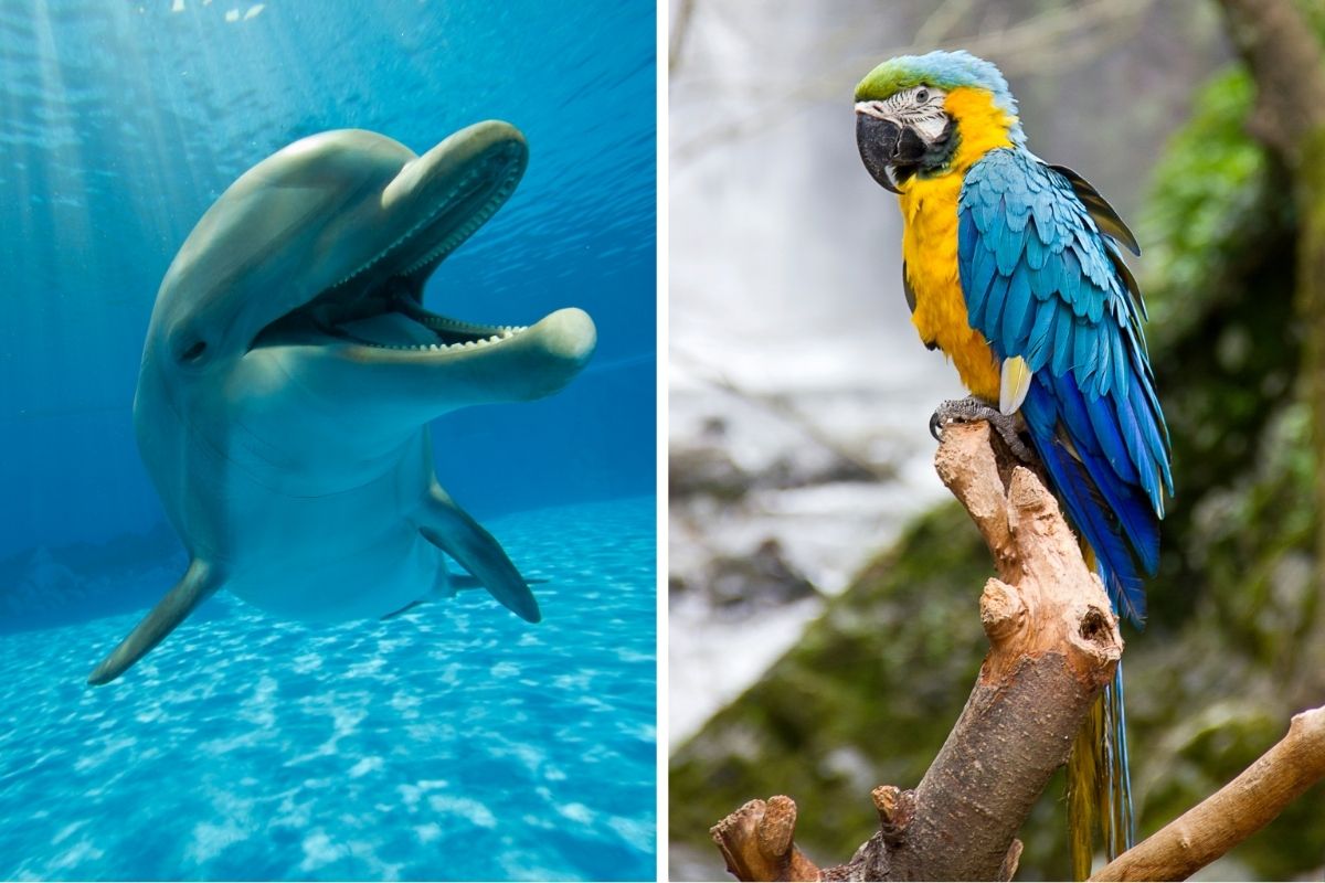 Meet the 8 Smartest Animals on Earth and Prepare to Be Amazed ...