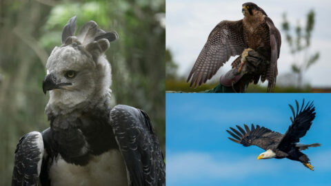 Meet the 21 Strongest Birds That Dominate the Skies - Exploring Animals