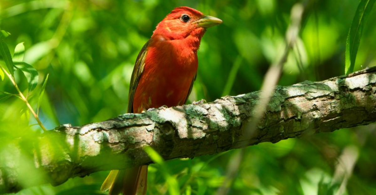 8 Orange-Headed Birds That Add A Splash Of Color To Nature - Exploring ...