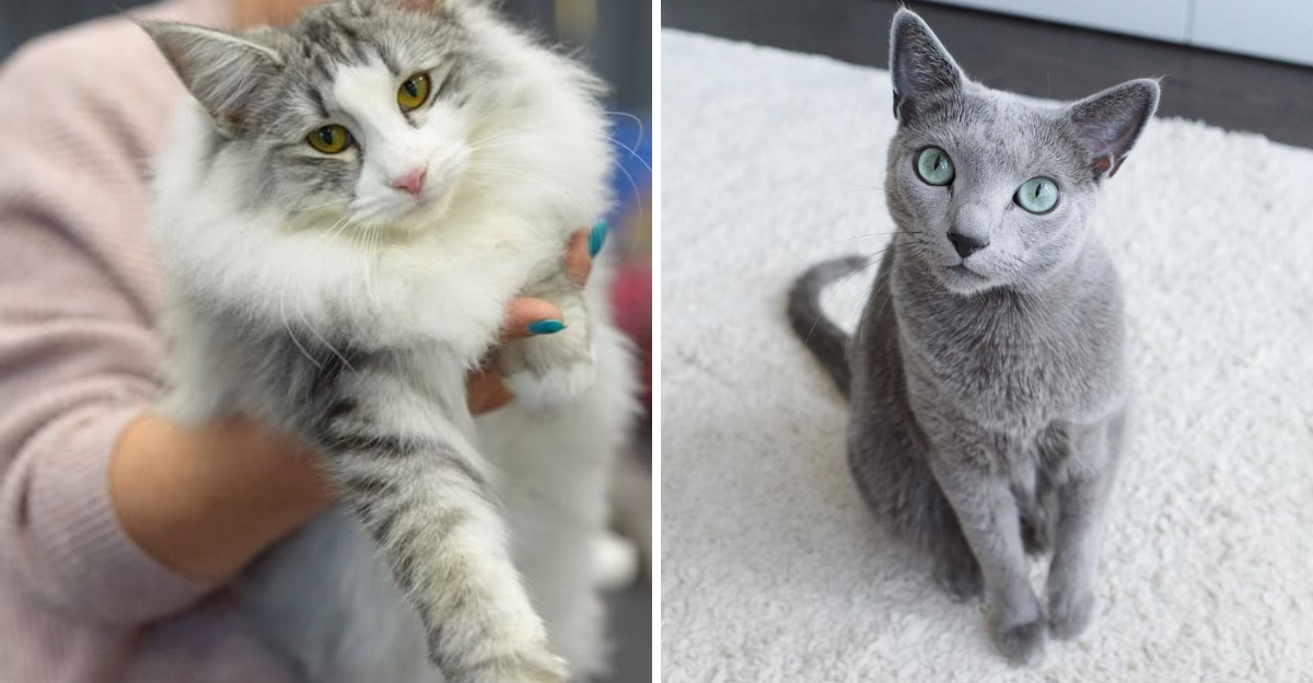 Our Top 12 Gray and White Cat Breeds That Are Absolutely Adorable ...