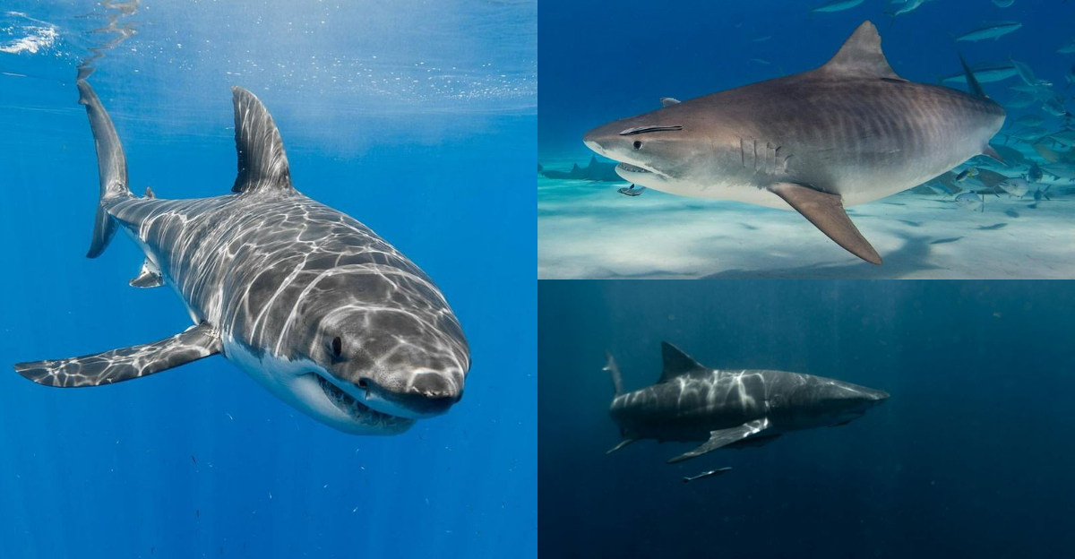 Stop Believing These 10 Myths About Great White Sharks - Exploring Animals