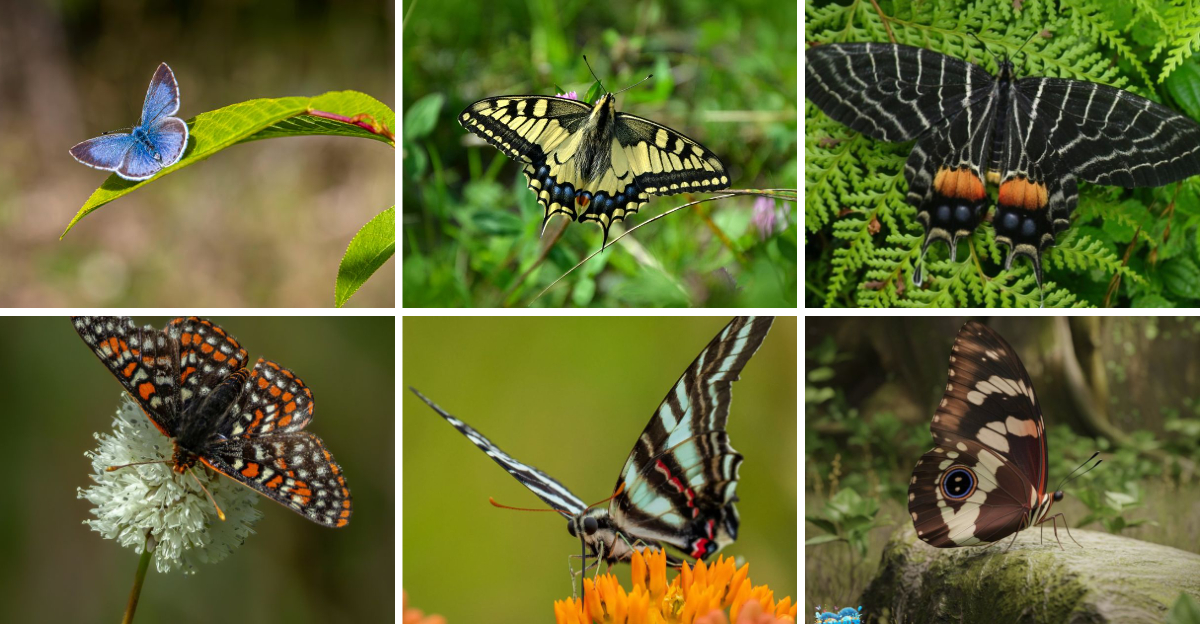 The 10 Unique Butterflies Found Around the World - Exploring Animals