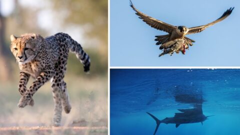 The World’s Fastest Animals That Defy Speed Limits in Nature ...