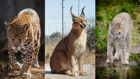 15 Wild Cat Breeds from Around the World That Will Amaze You ...