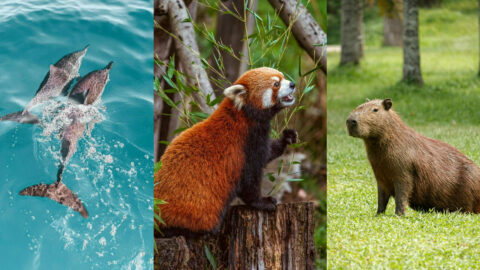 11 Surprisingly Friendly Wild Animals You’ll Want to Meet - Exploring ...