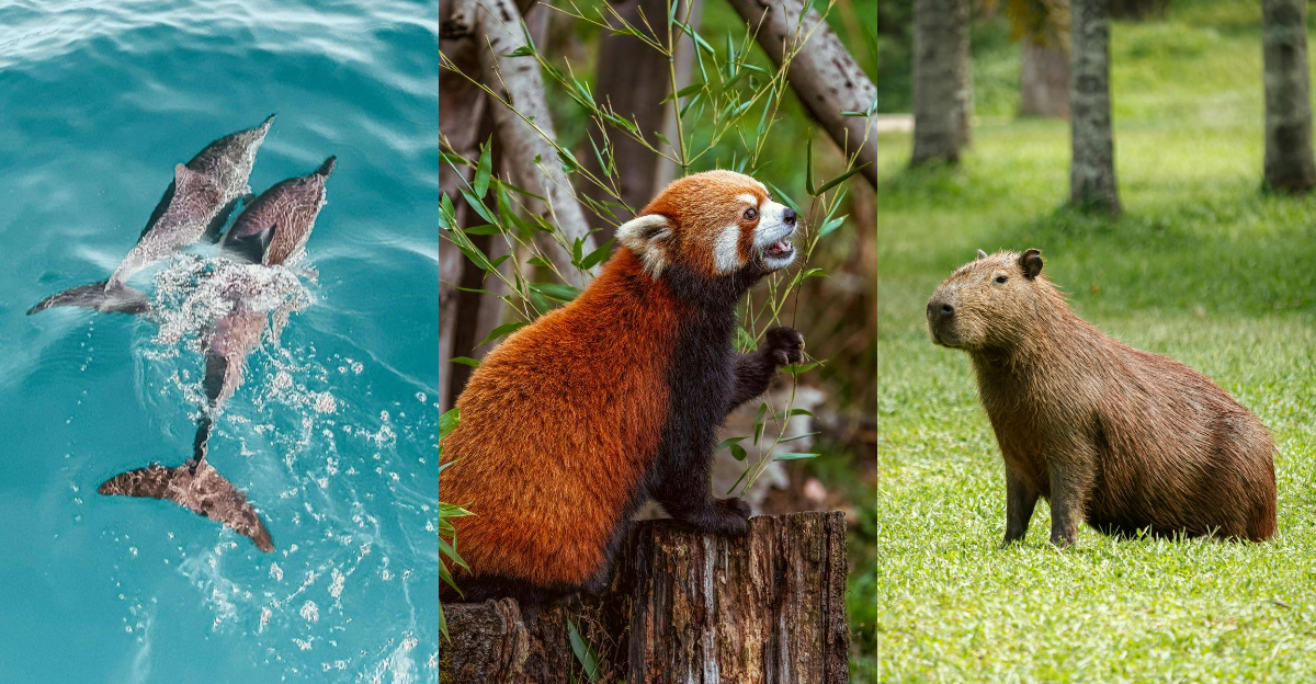 11 Surprisingly Friendly Wild Animals You’ll Want to Meet - Exploring ...