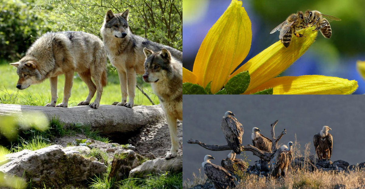 11 Unique Animals That Play a Vital Role in Saving the Planet ...