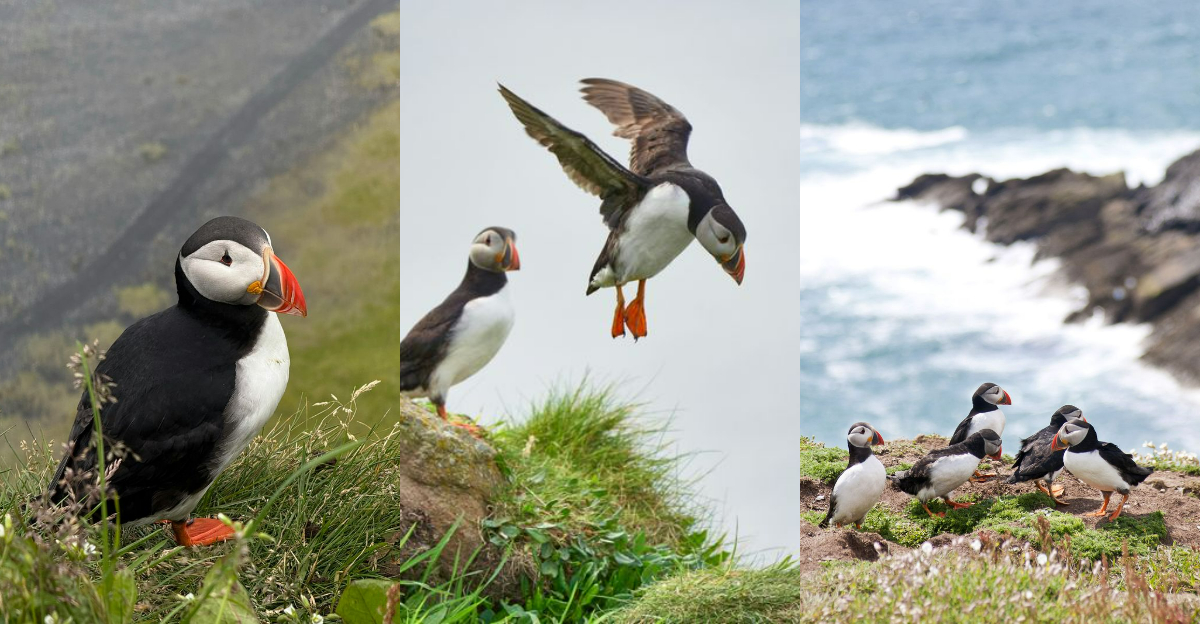 8 Puffin Facts That Will Make You Love These Birds Even More ...