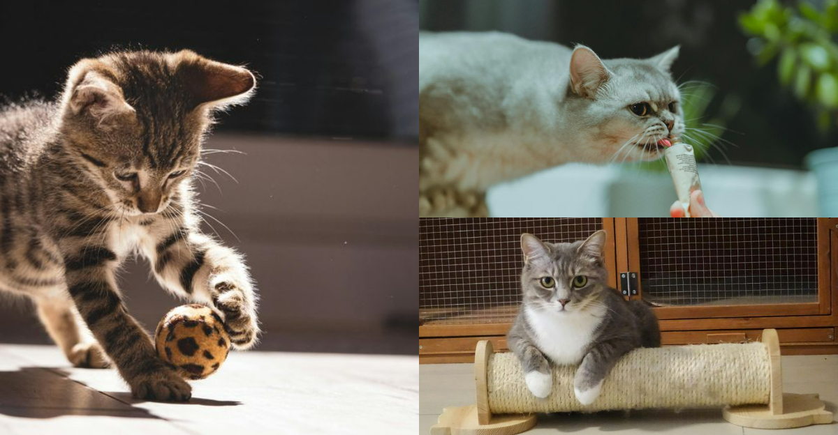 8 Simple Ways to Teach Your Cat to Stop Biting and Scratching - Exploring Animals