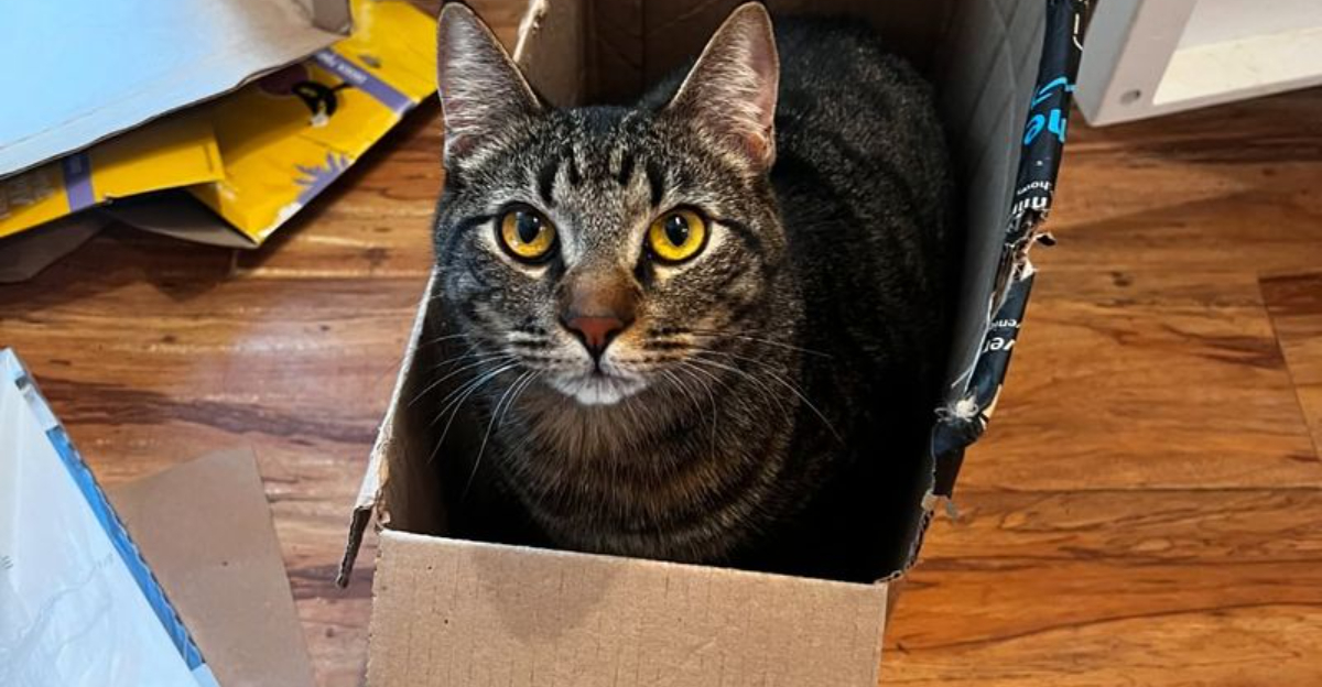 9 Strange Yet Adorable Reasons Cats Obsess Over Boxes - Exploring Animals