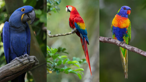 14 Birds With Extraordinary Feathers That Showcase Nature’s Most ...
