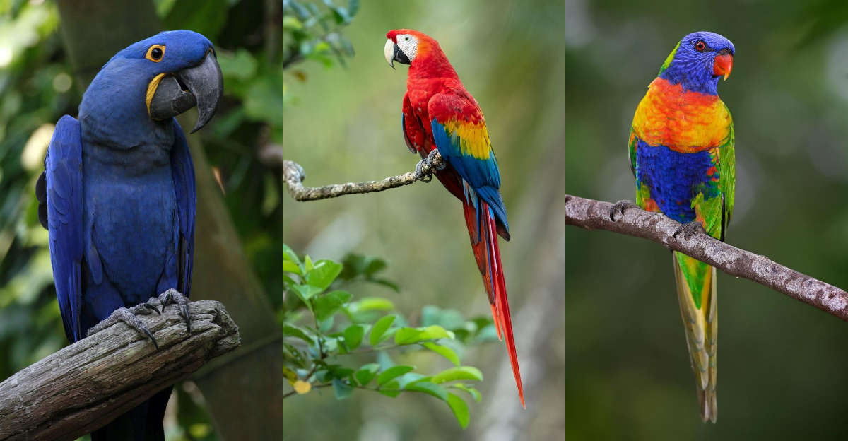 14 Birds With Extraordinary Feathers That Showcase Nature’s Most ...