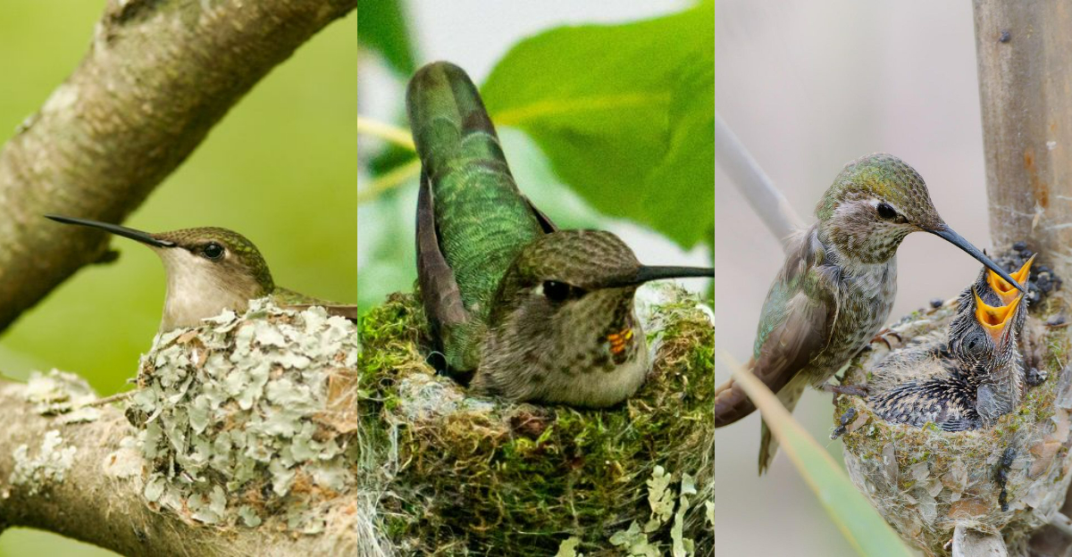 10 Fascinating Facts About Hummingbird Nests You Need to Know ...