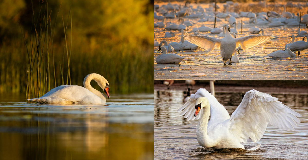 8 Fascinating Swan Facts That Highlight Their Grace and Beauty ...