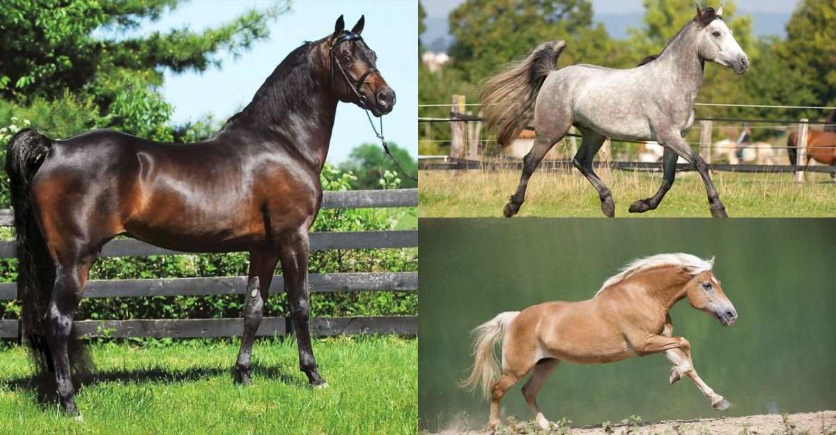 10 Horse Breeds Known for Their Calm and Therapeutic Nature - Exploring ...