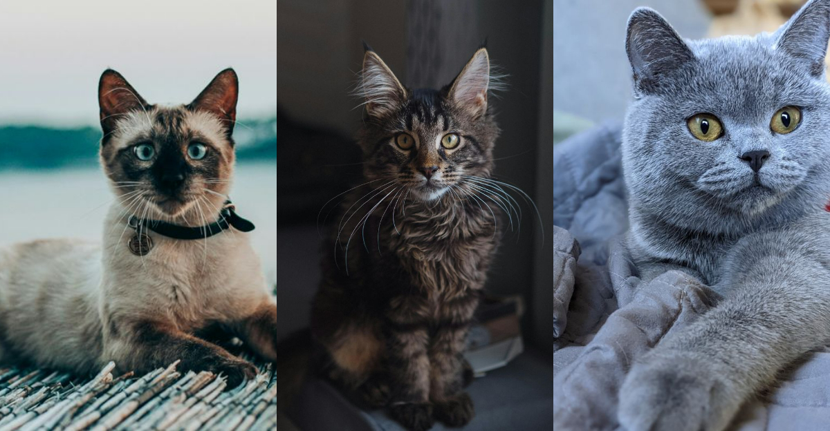 12 Independent Cats That Fit Seamlessly Into Any Lifestyle - Exploring ...