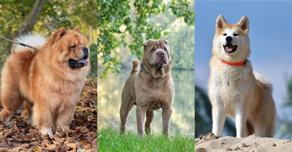 7 Least Affectionate Dogs Breeds That Are Loyal Without Being Overly ...
