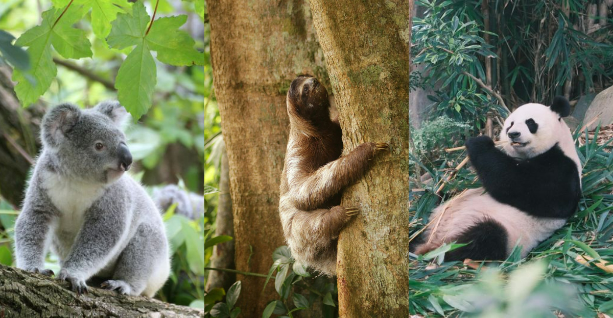 10 Sleepiest Animals That Spend Most of Their Lives Snoozing ...