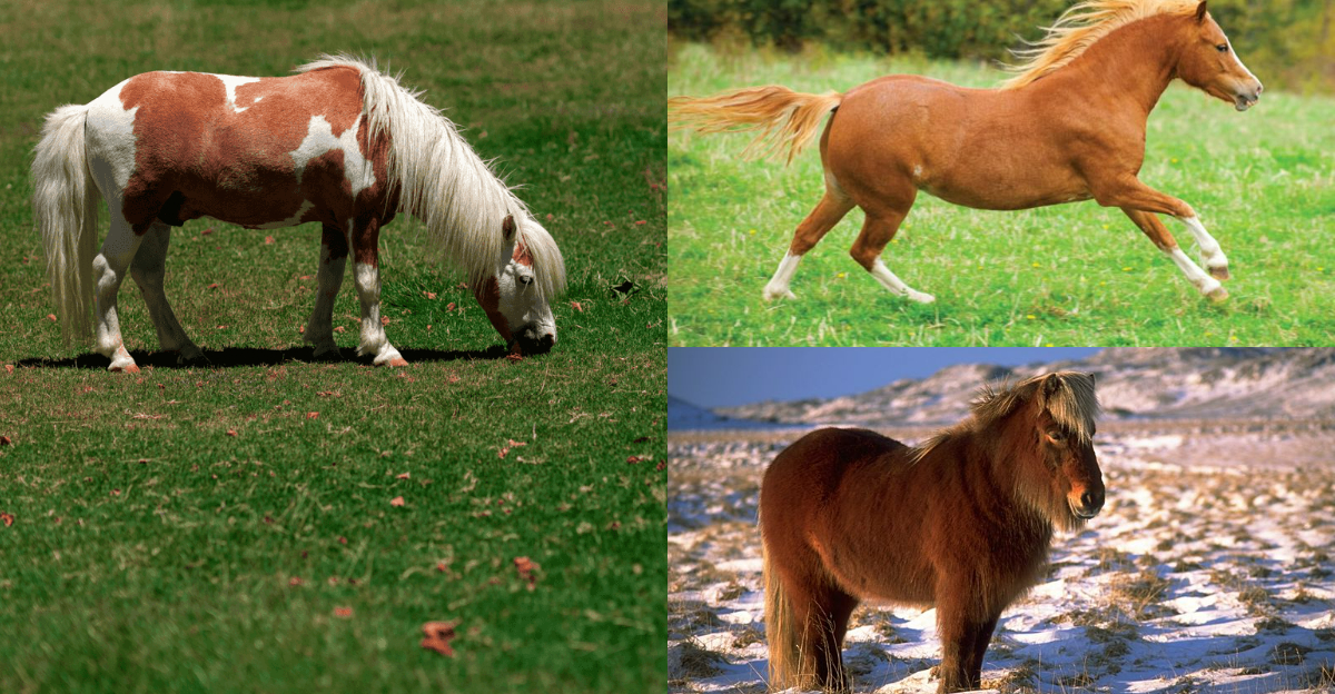 11 Small Horse Breeds From Around the World That Are Absolutely ...