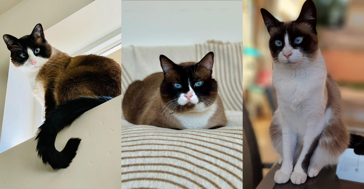 10 Snowshoe Cats With Coats So Beautiful, They’ll Leave You Speechless ...