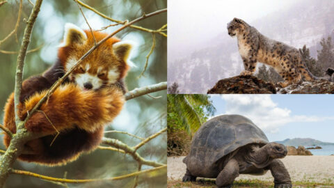 10 Spectacular Animals You’ll Regret Not Seeing at Least Once in Your ...