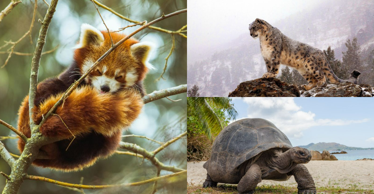 10 Spectacular Animals You’ll Regret Not Seeing at Least Once in Your ...