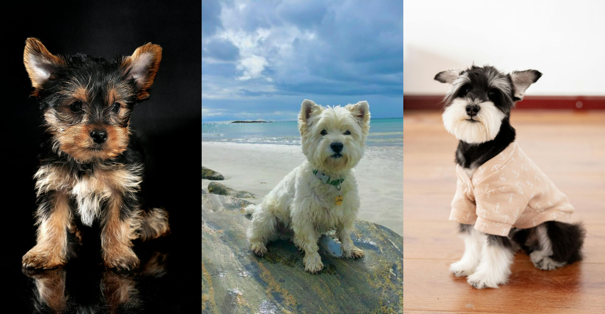 8 Talkative Dogs That Bring Energy, Personality, and Plenty of Noise to ...