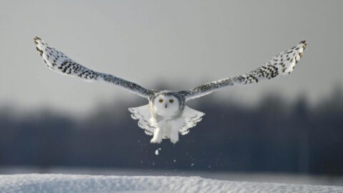 The 10 Most Iconic Owls Found in North America - Exploring Animals