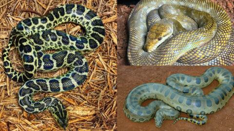 The World’s 10 Biggest Snakes, Ranked by Length and Size - Exploring ...