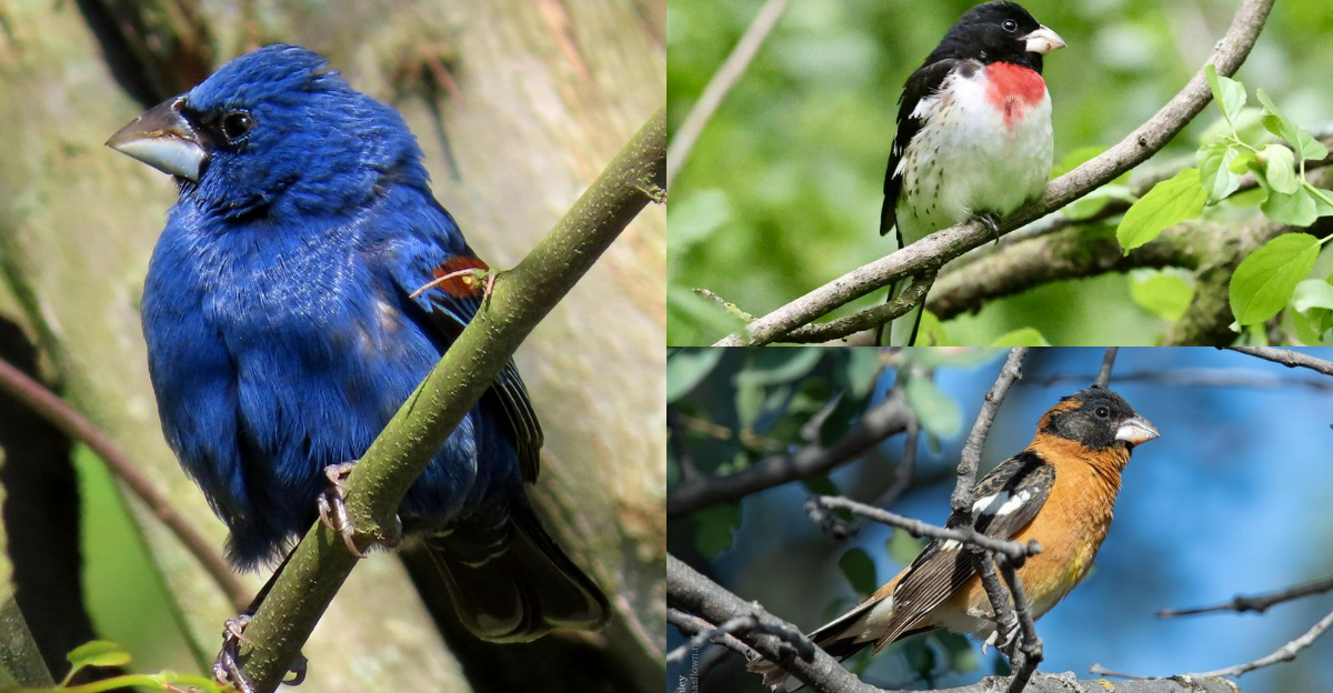 5 Types of Grosbeaks That Birdwatchers Will Love - Exploring Animals